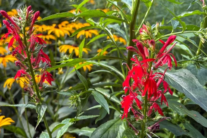Red Native Flowers for Hummingbirds — Blooms to Bees