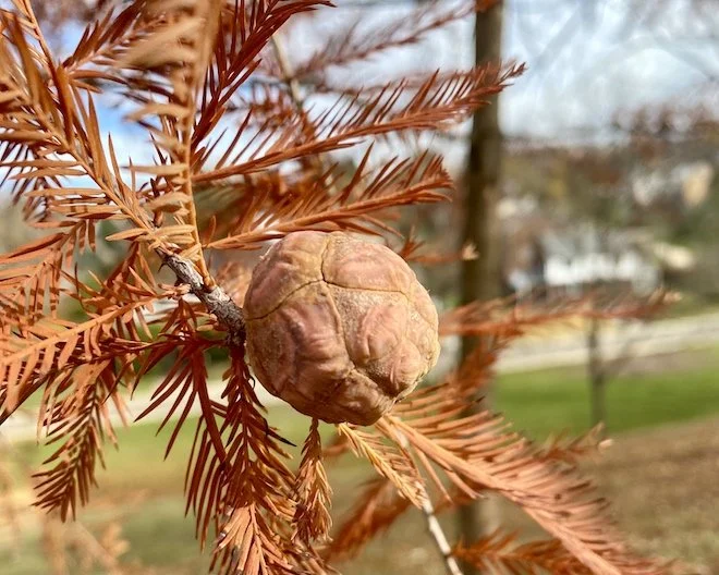 All About Native Bald Cypress — Blooms to Bees