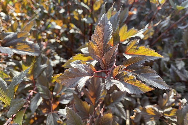 Solve Landscape Problems with Native Ninebark — Blooms to Bees