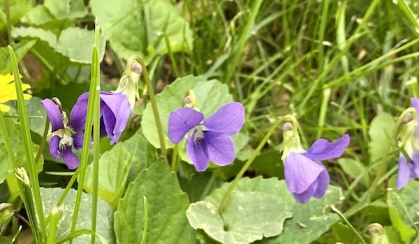 Let violets grow wild — Blooms to Bees