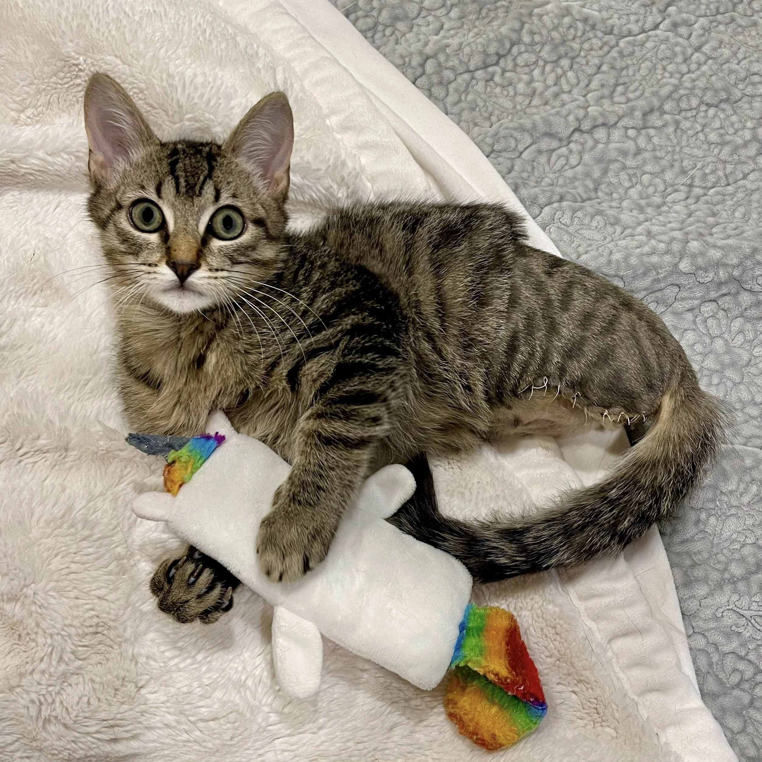 Adoptable Nuggets — Kitten Nuggets