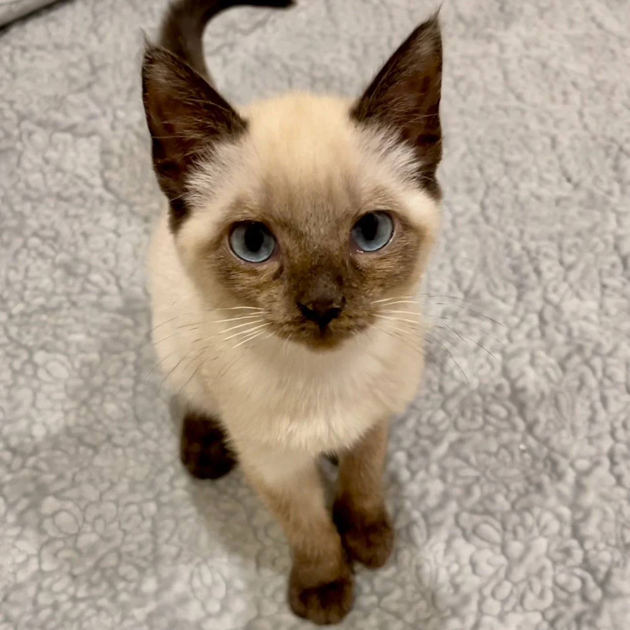 Adoptable Nuggets — Kitten Nuggets