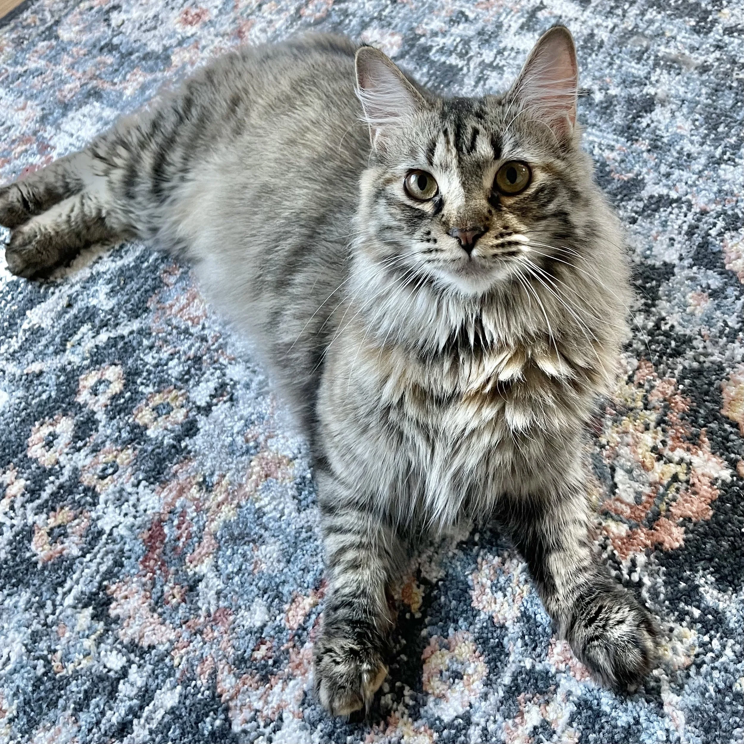 Adoptable Nuggets — Kitten Nuggets