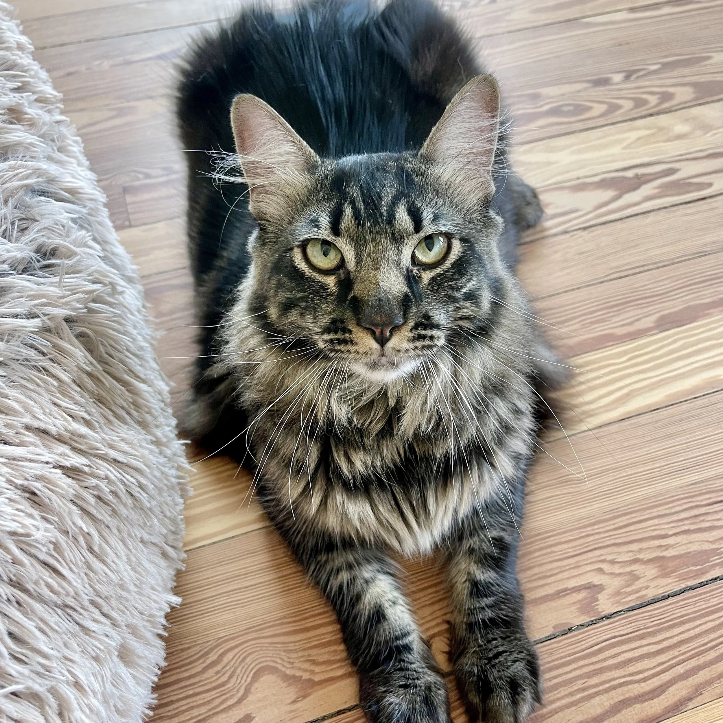 Adoptable Nuggets — Kitten Nuggets