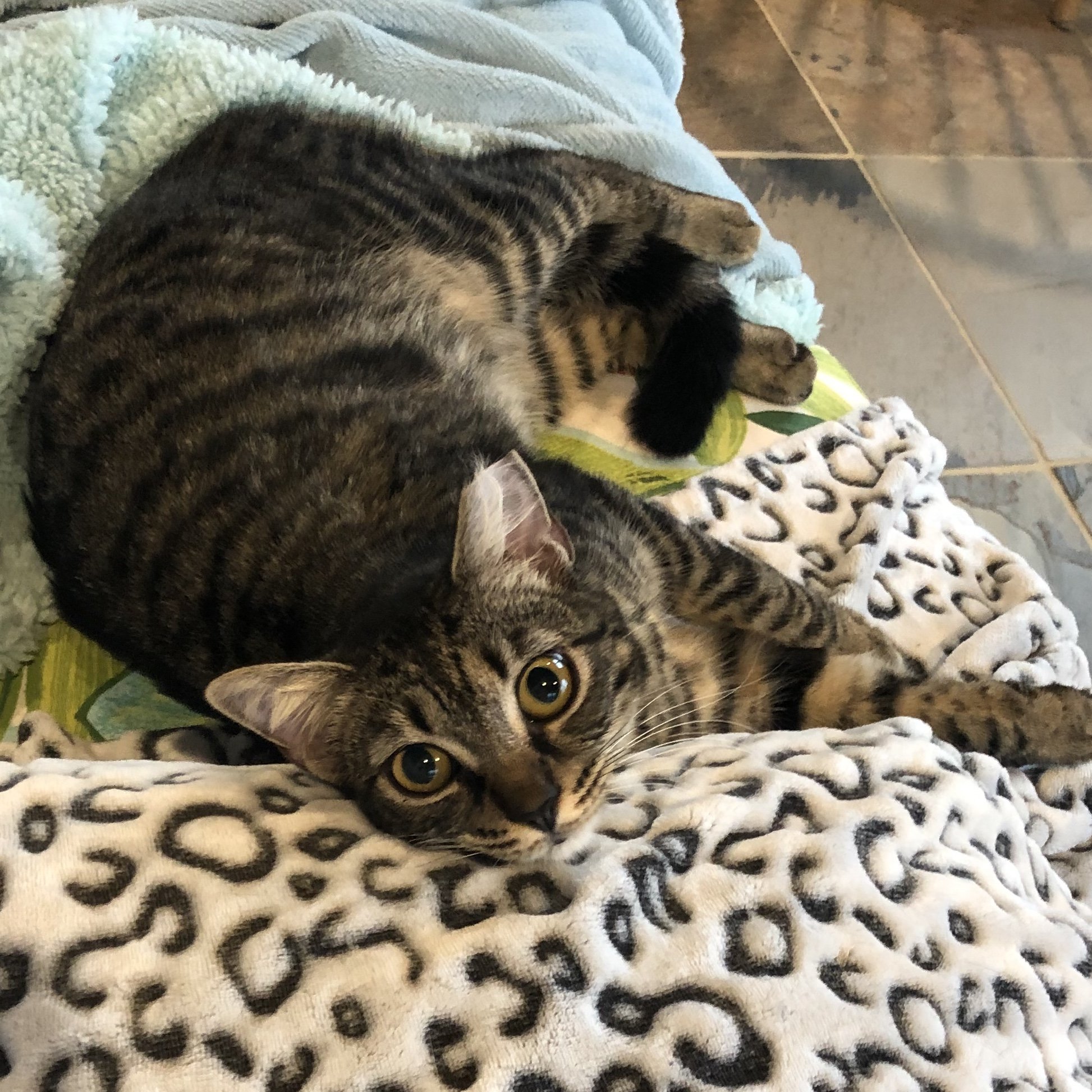 Adoptable Nuggets — Kitten Nuggets