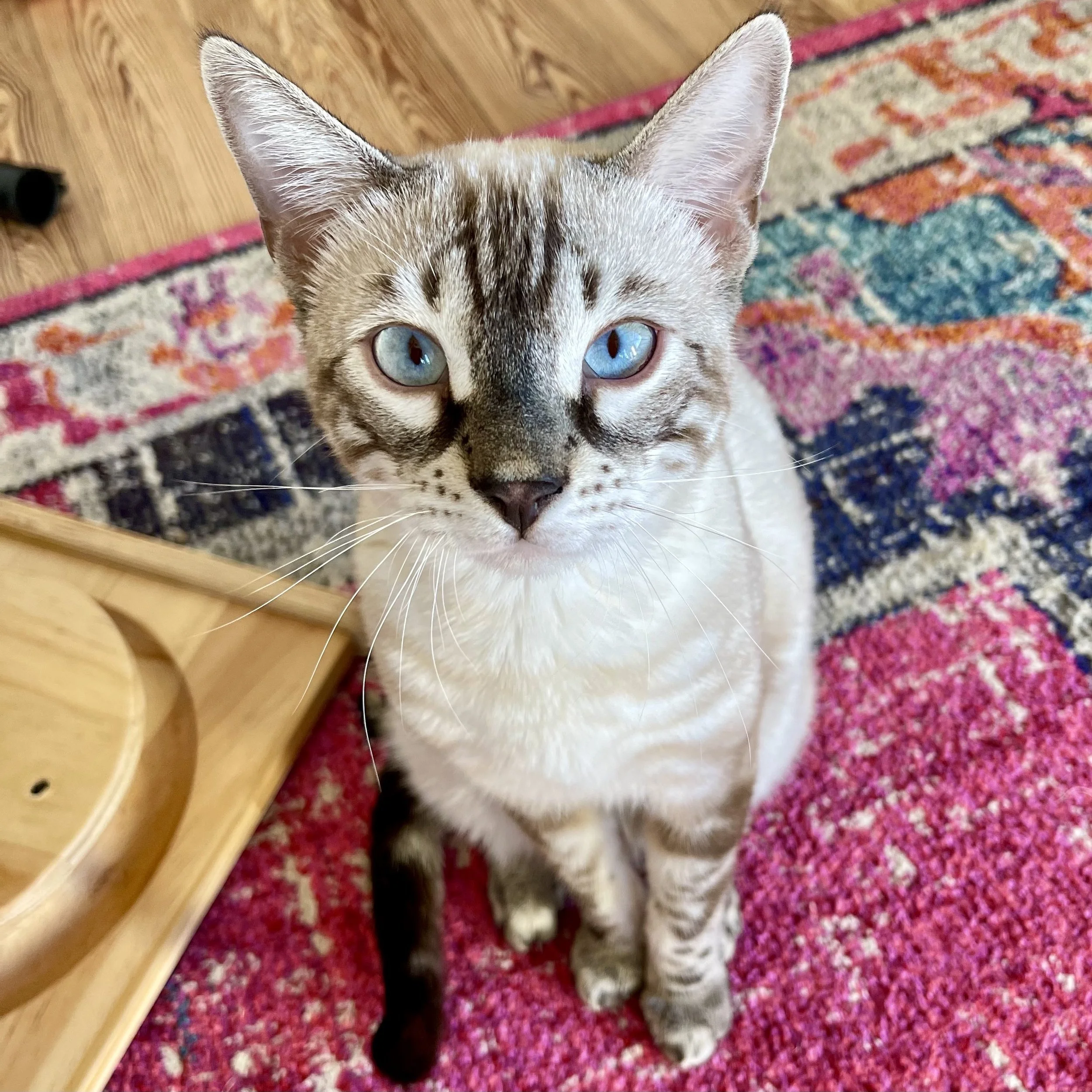 Adoptable Nuggets — Kitten Nuggets