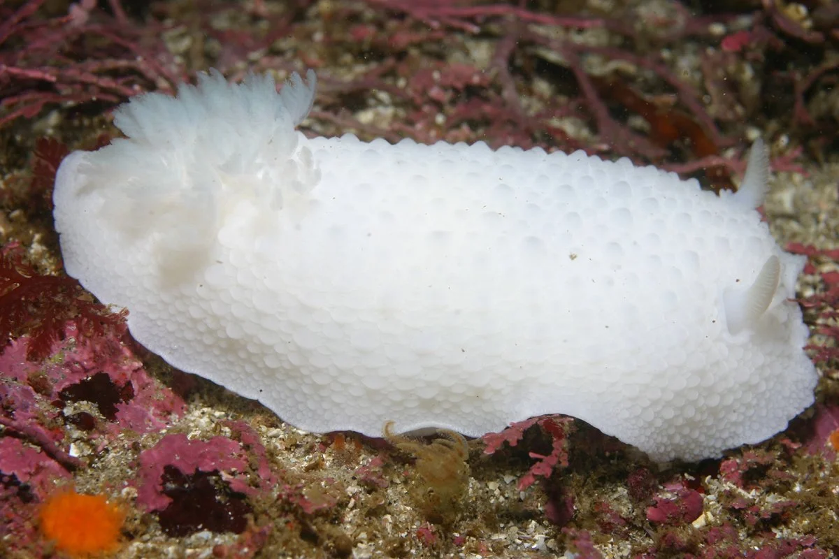 Protecting Antarctic wildlife — Antarctic Science Foundation