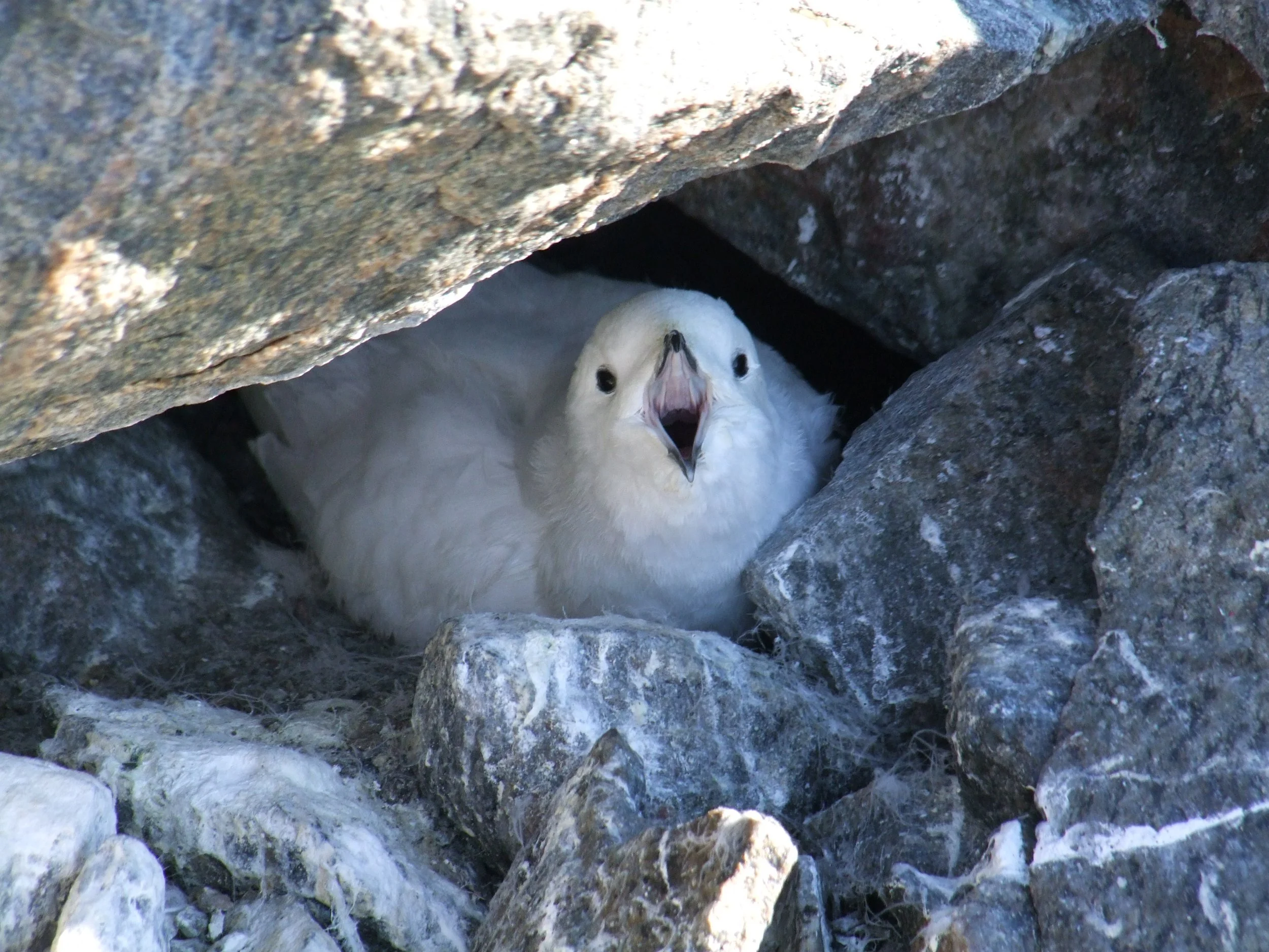 Protecting Antarctic wildlife — Antarctic Science Foundation