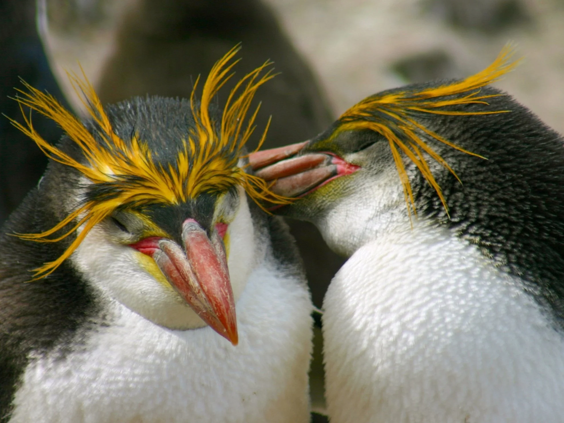 Protecting Antarctic wildlife — Antarctic Science Foundation