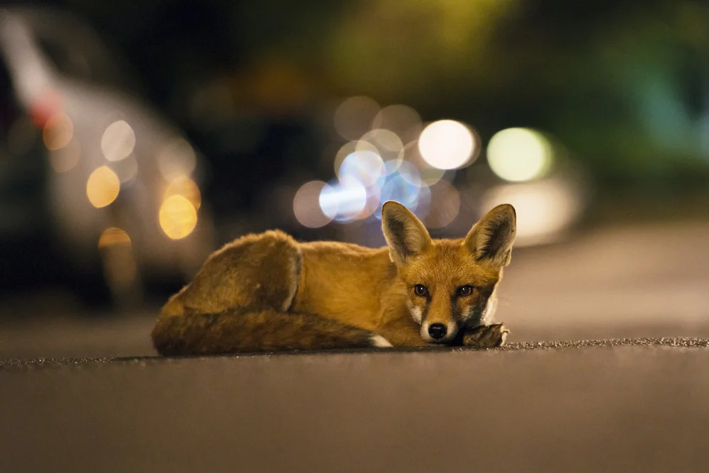An Ode to Urban Animals — In Our Nature