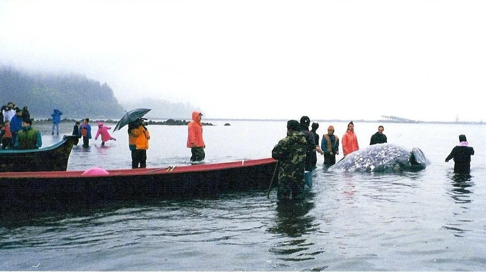 Makah Spiritual Whaling Rights: A Case Study of Legal Discrimination ...