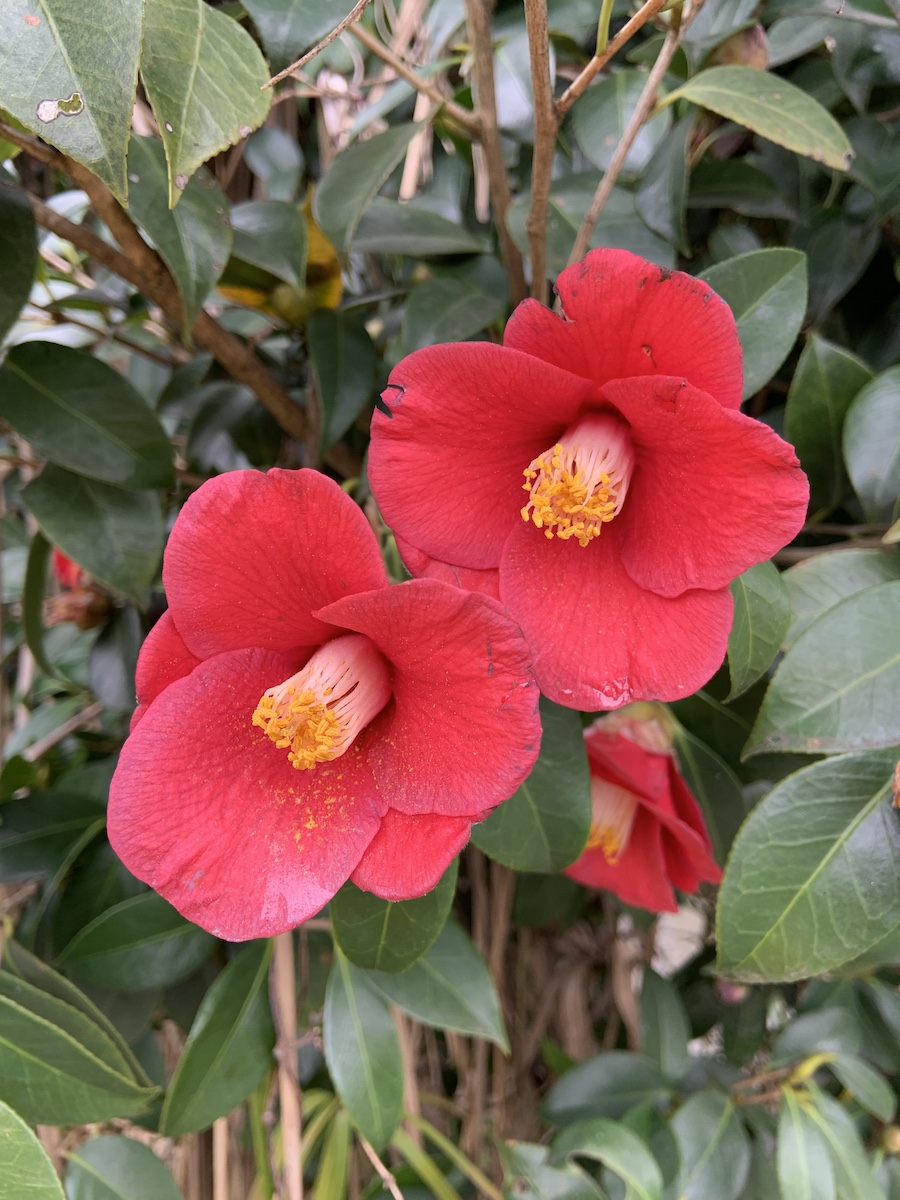 Community — Fukuda Seed Store