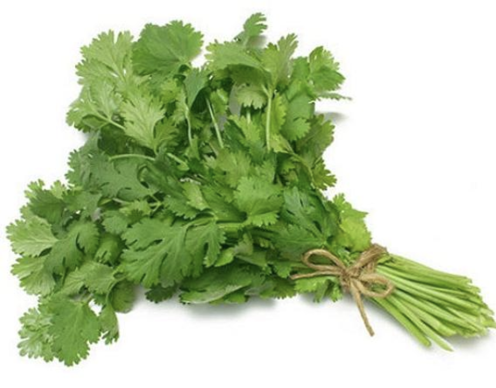 Cilantro Chinese Parsley