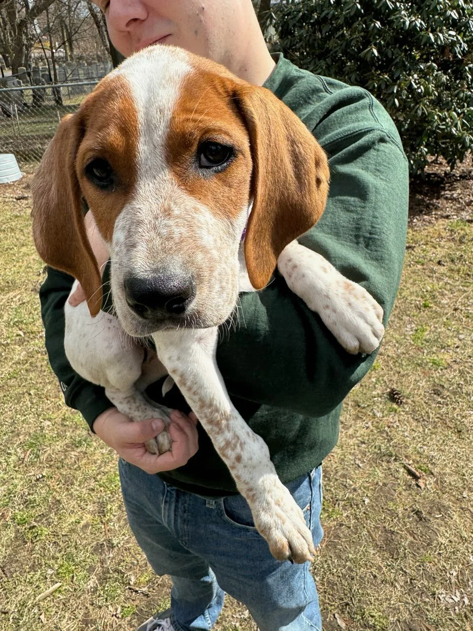 Harry Potter Hounds - ADOPTED — Operation FAVOR