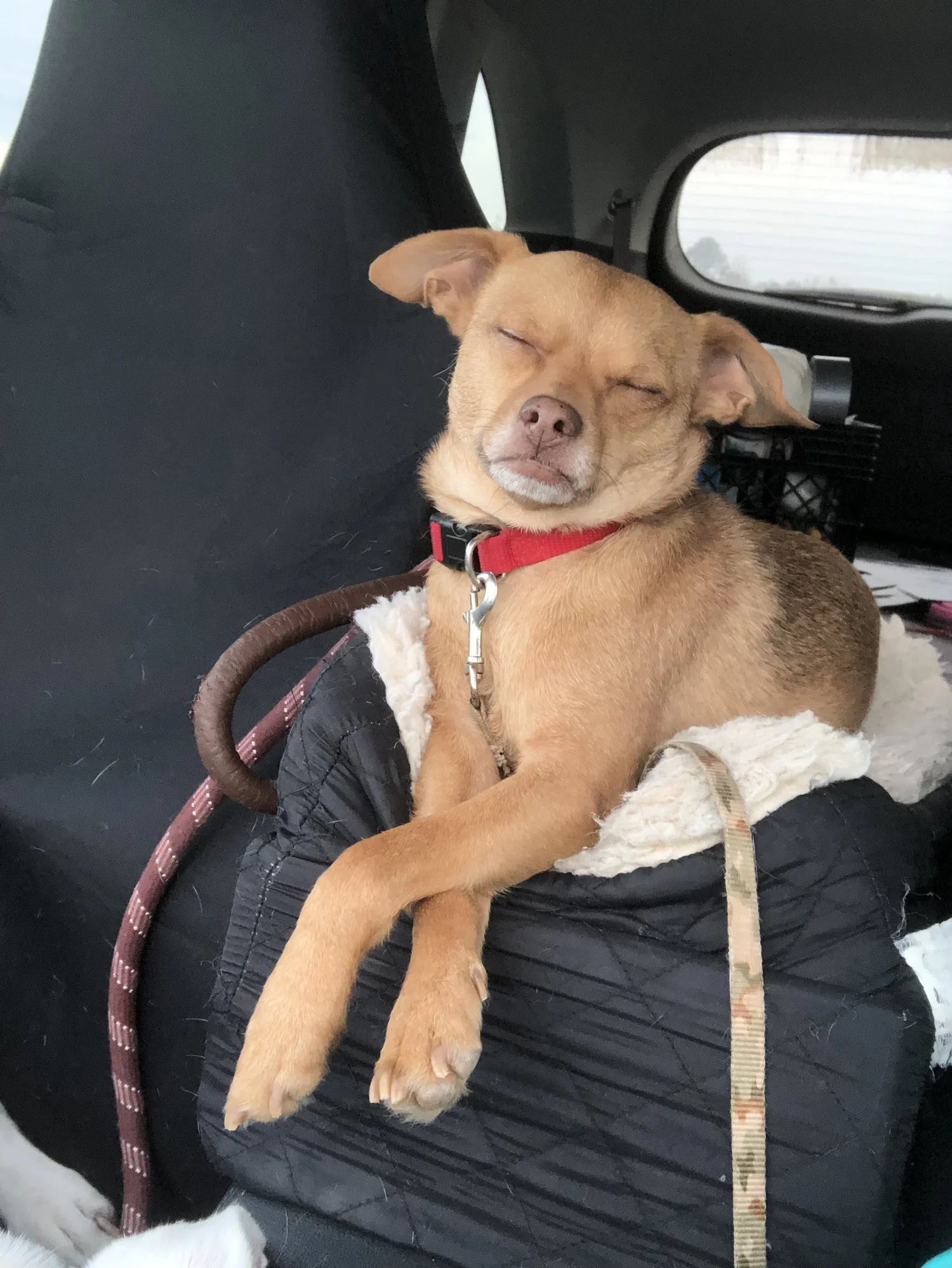 Caesar — Operation FAVOR