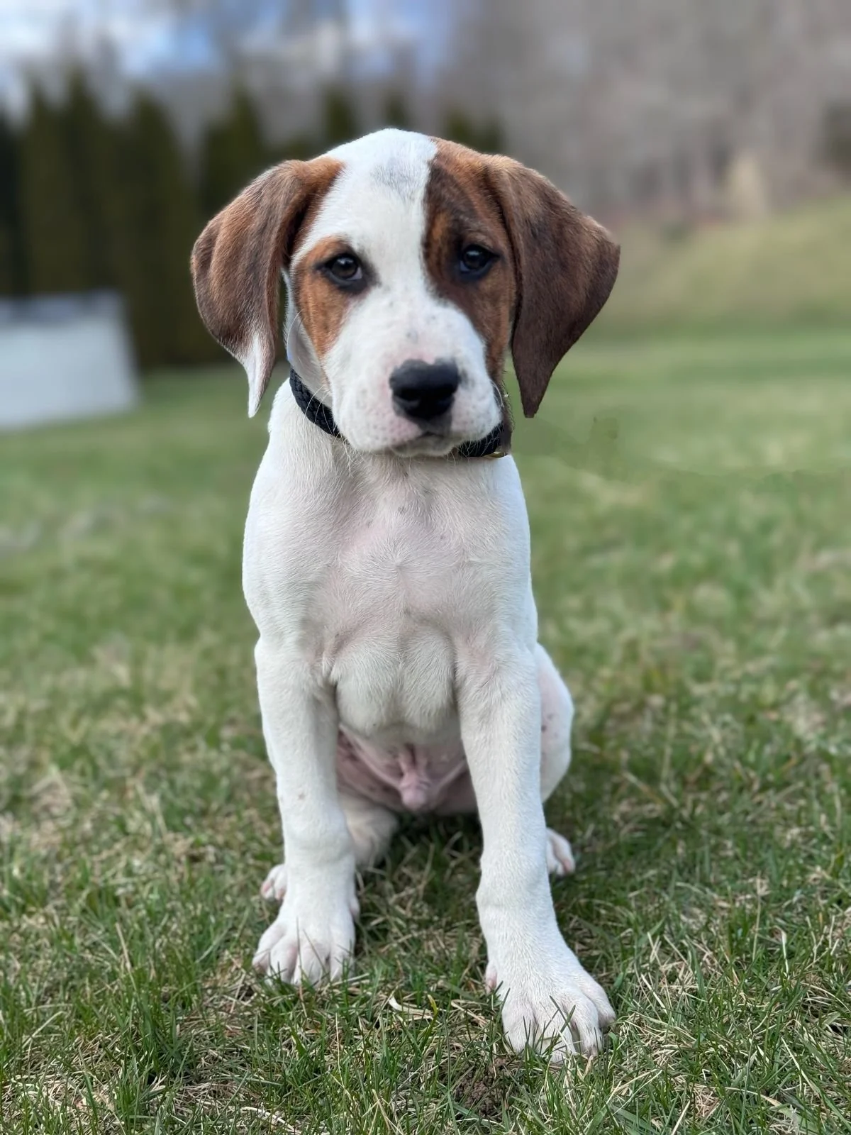 Harry Potter Hounds - ADOPTED — Operation FAVOR