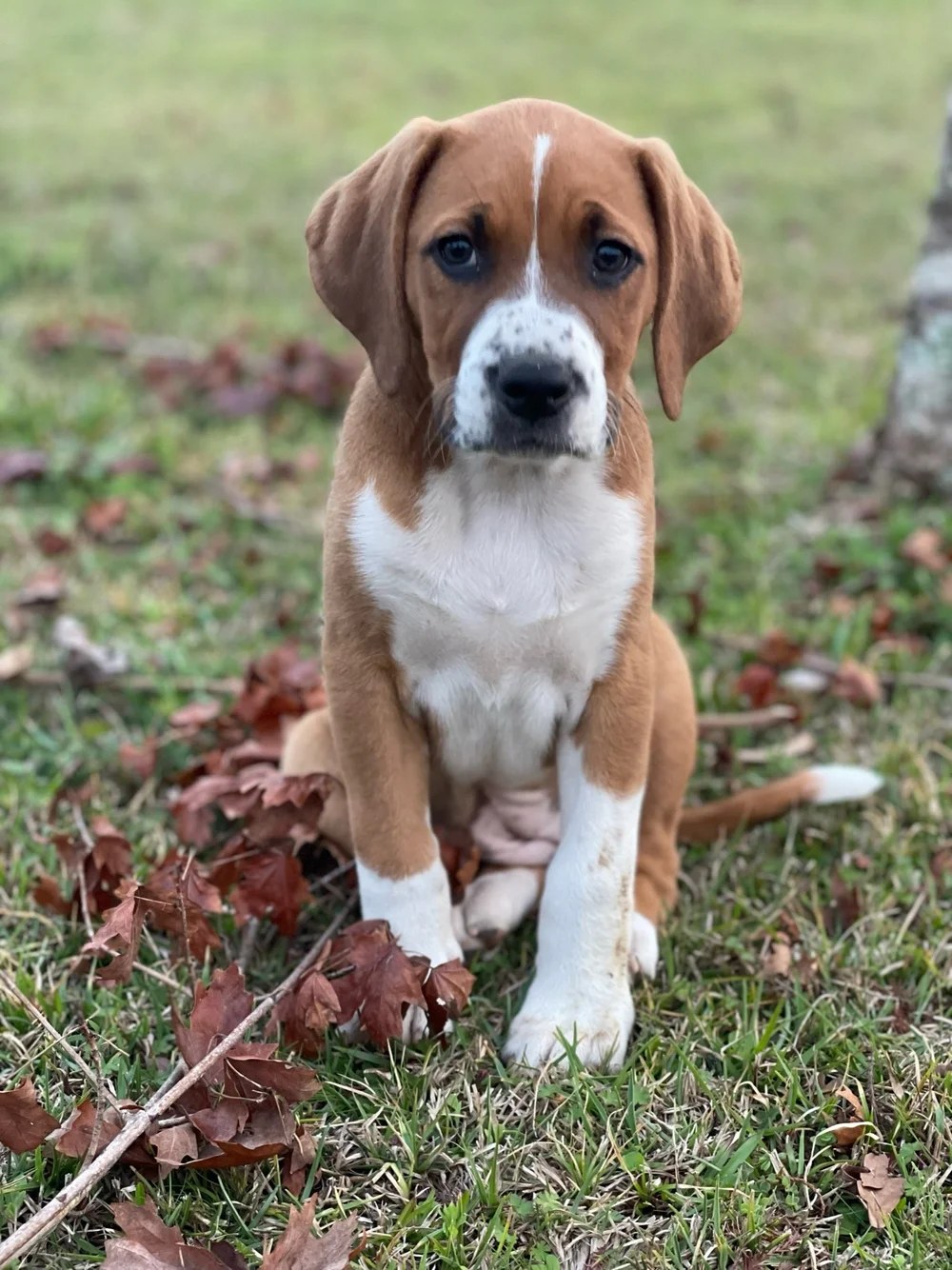 Harry Potter Hounds - ADOPTED — Operation FAVOR