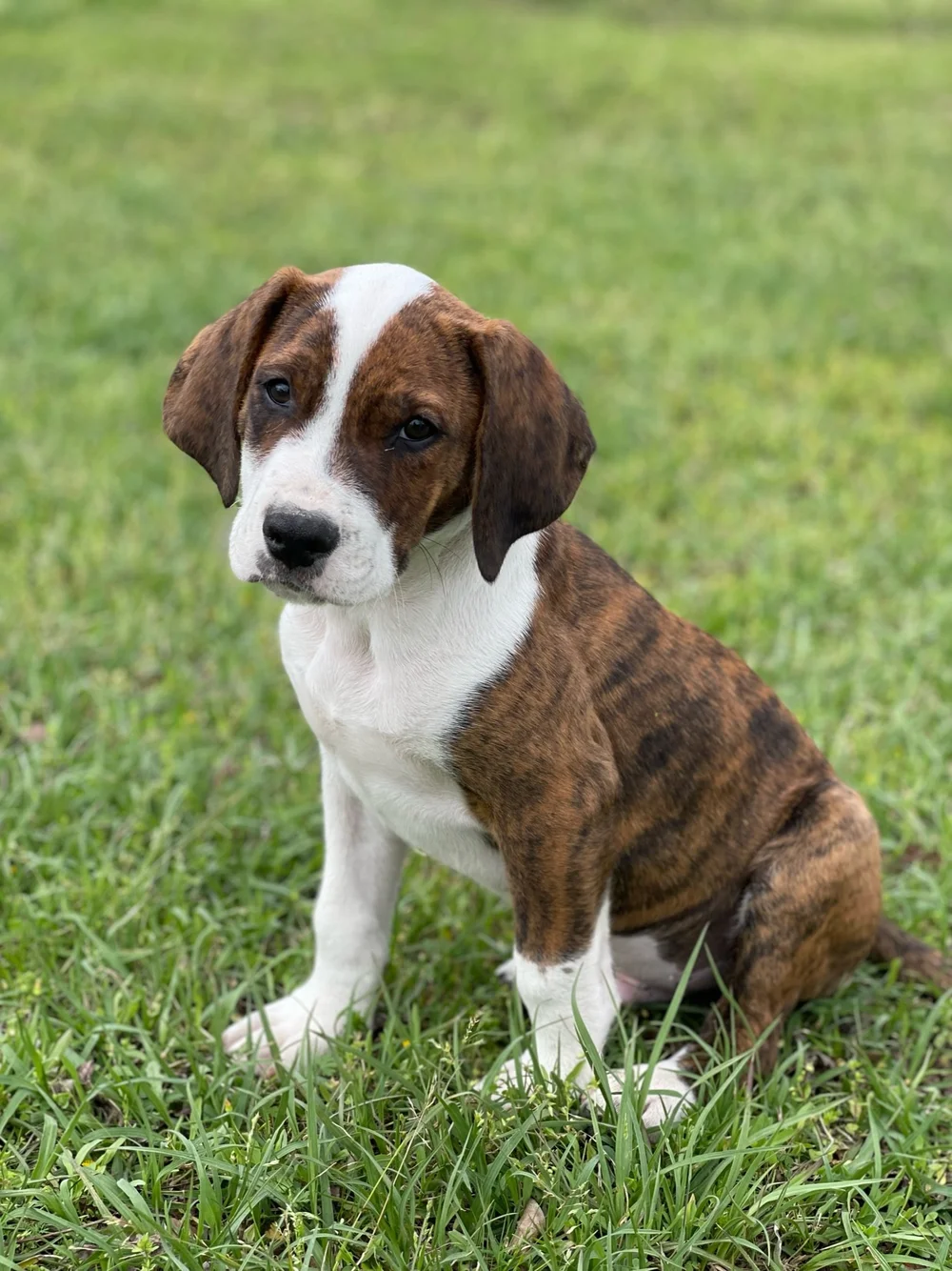 Harry Potter Hounds - ADOPTED — Operation FAVOR