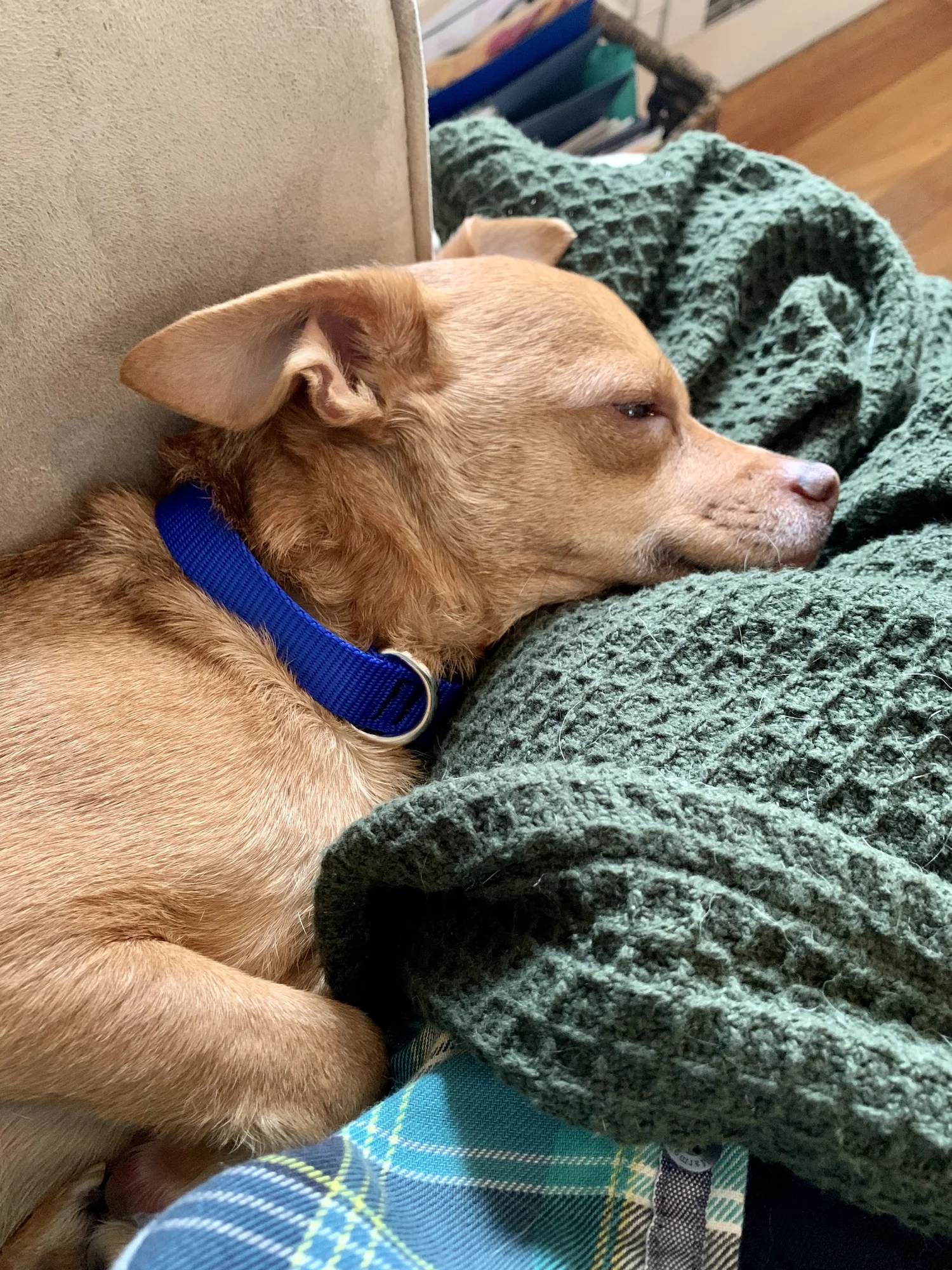 Caesar — Operation FAVOR