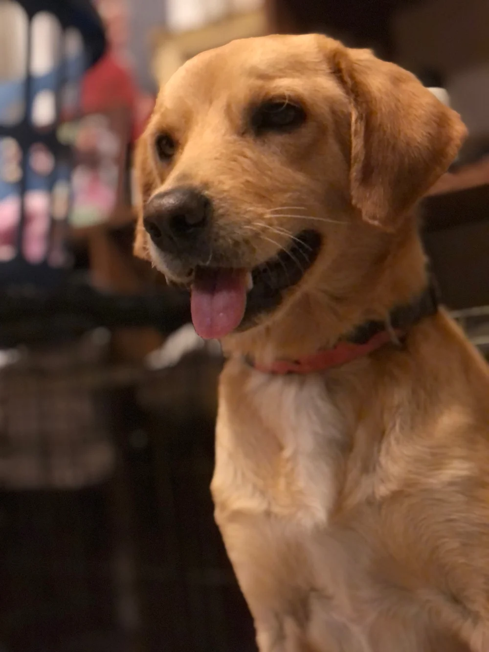 Poppy - ADOPTED — Operation FAVOR