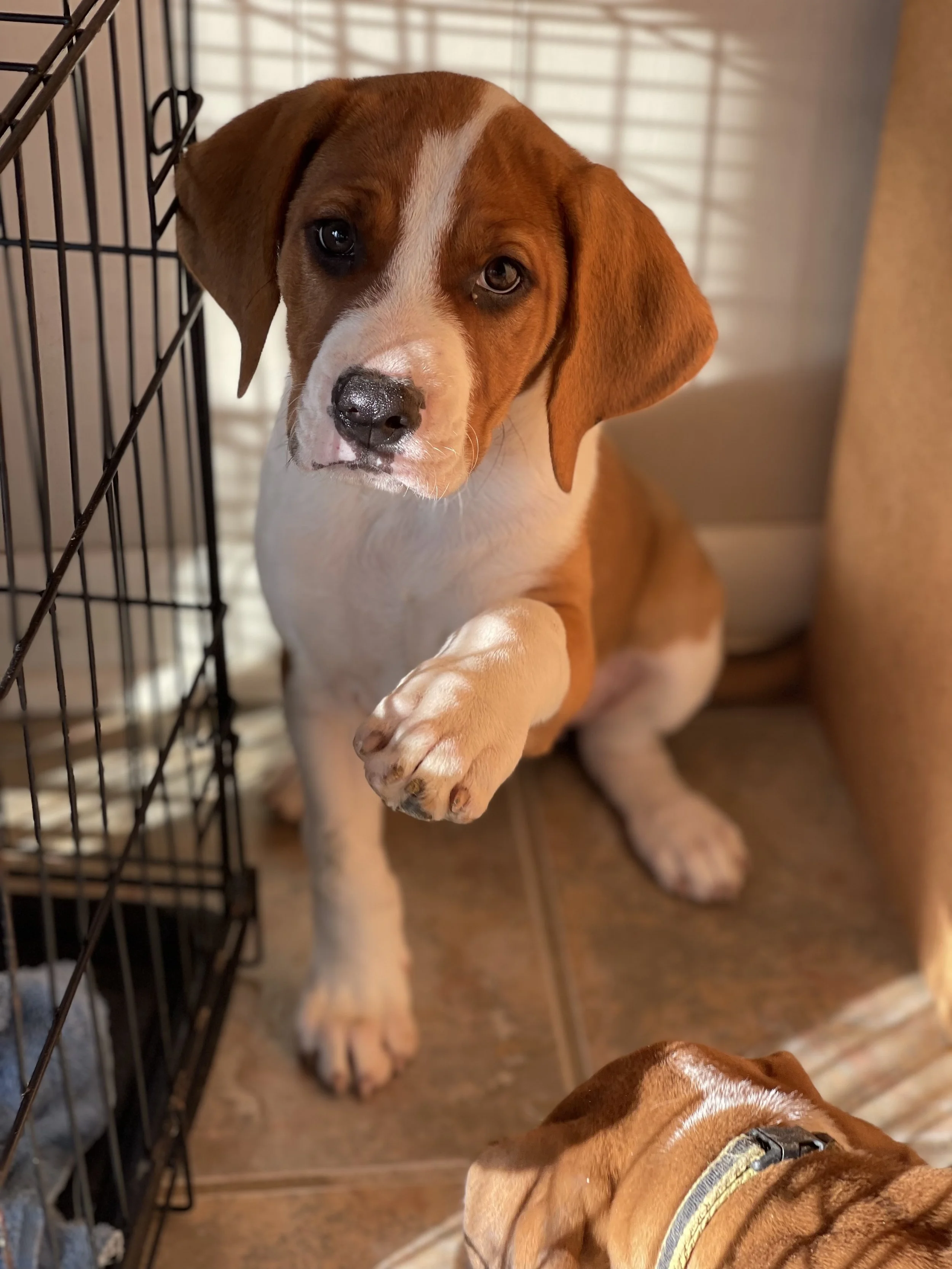 Harry Potter Hounds - ADOPTED — Operation FAVOR