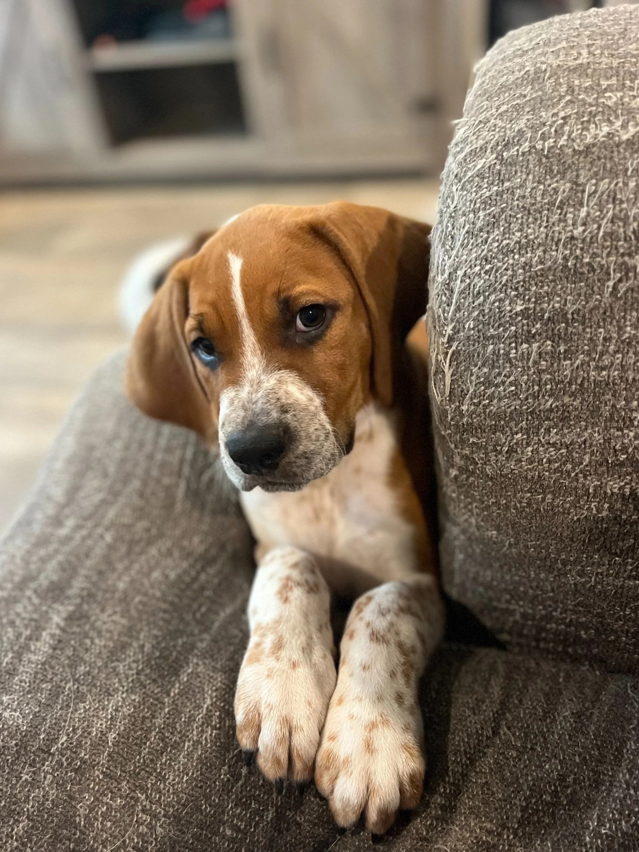 Harry Potter Hounds - ADOPTED — Operation FAVOR