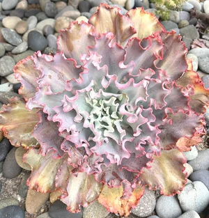 What is edging? — cindyscharkey.com