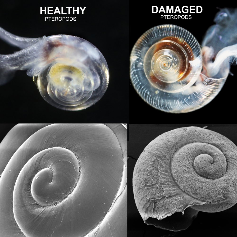 Ocean Acidification Expert to Receive Salish Sea Science Prize — SeaDoc ...