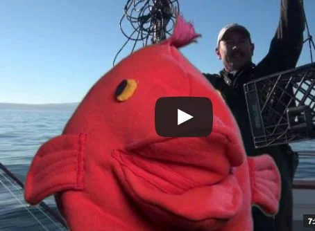 Video: Rockfish Recompression — SeaDoc Society