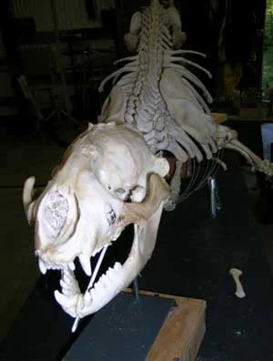 Harbor Seal Skeleton — SeaDoc Society