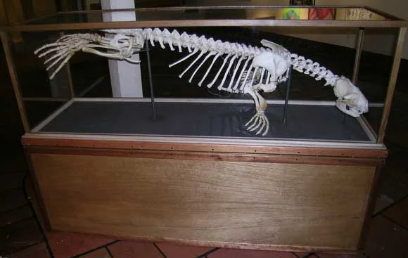 Harbor Seal Skeleton — SeaDoc Society