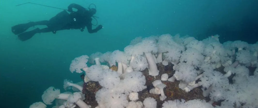 The SeaDoc Society: An Introduction — SeaDoc Society