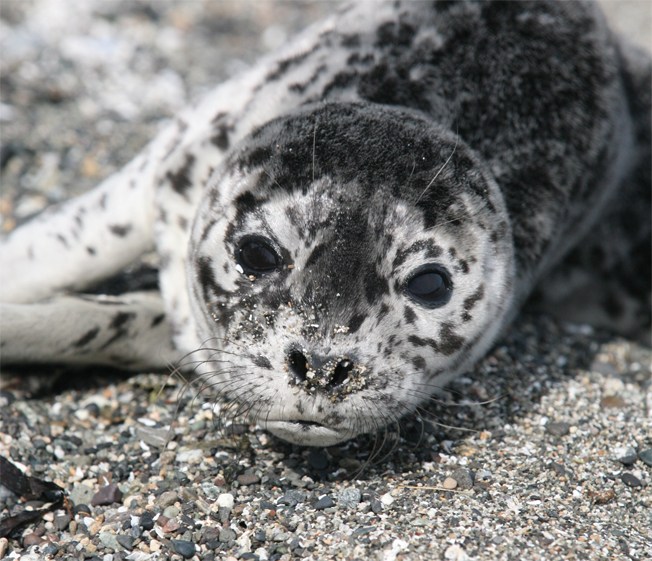 Harbor Seal Facts — SeaDoc Society