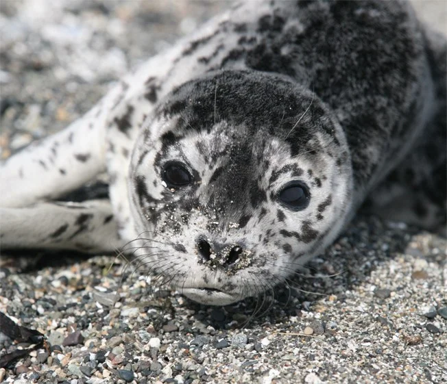 Harbor Seal Facts SeaDoc Society