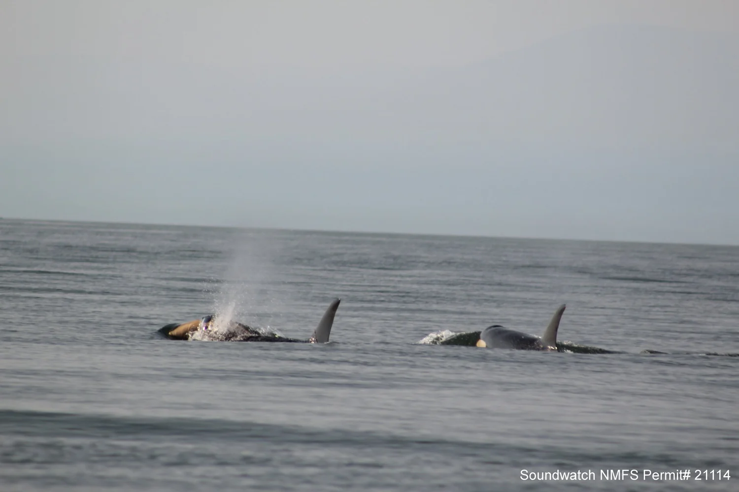 Is Southern Resident Killer Whale Tahlequah (J35) really mourning ...