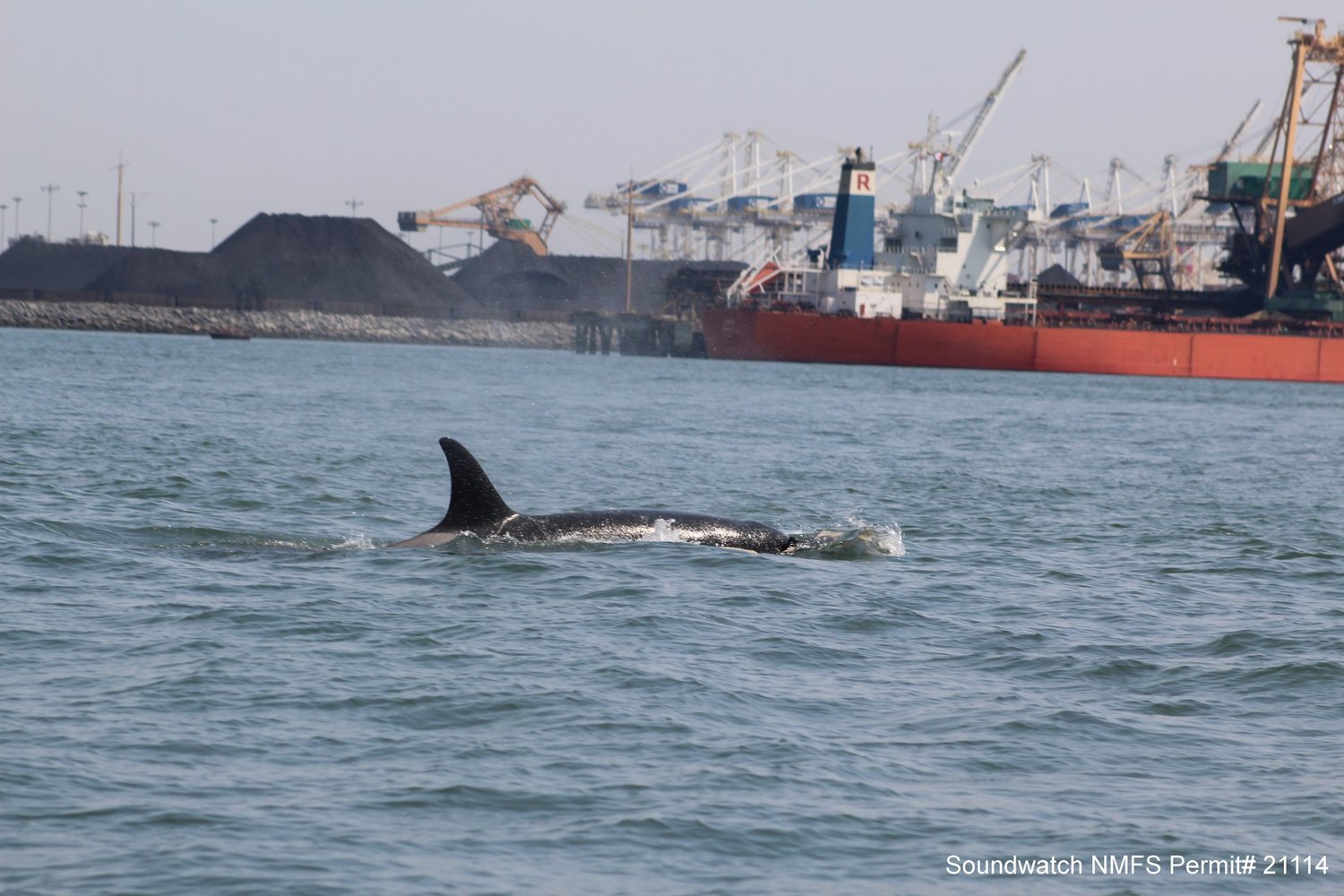 Is Southern Resident Killer Whale Tahlequah (J35) really mourning ...
