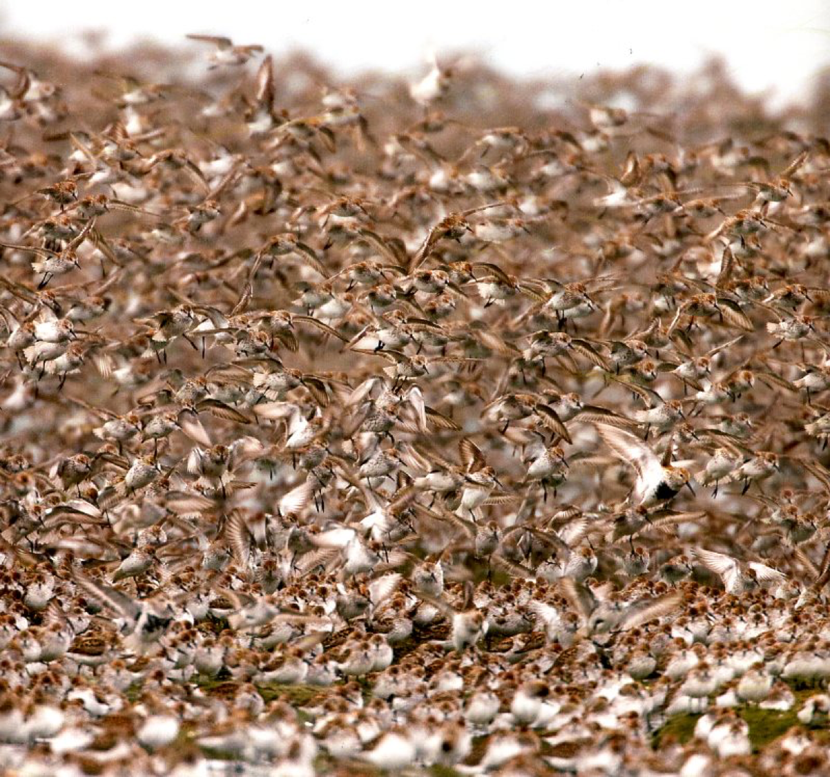Shorebird migration — SeaDoc Society