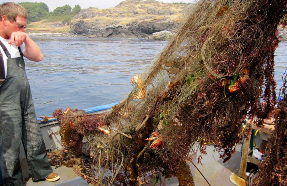 Impacts — SeaDoc Society