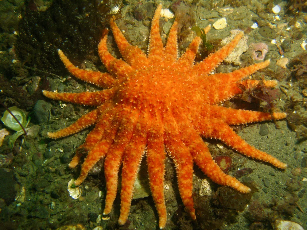 Falling Stars: Once-Abundant Sea Stars Imperiled by Disease Along West ...