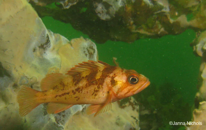 Young of the Year rockfish habitat identification — SeaDoc Society