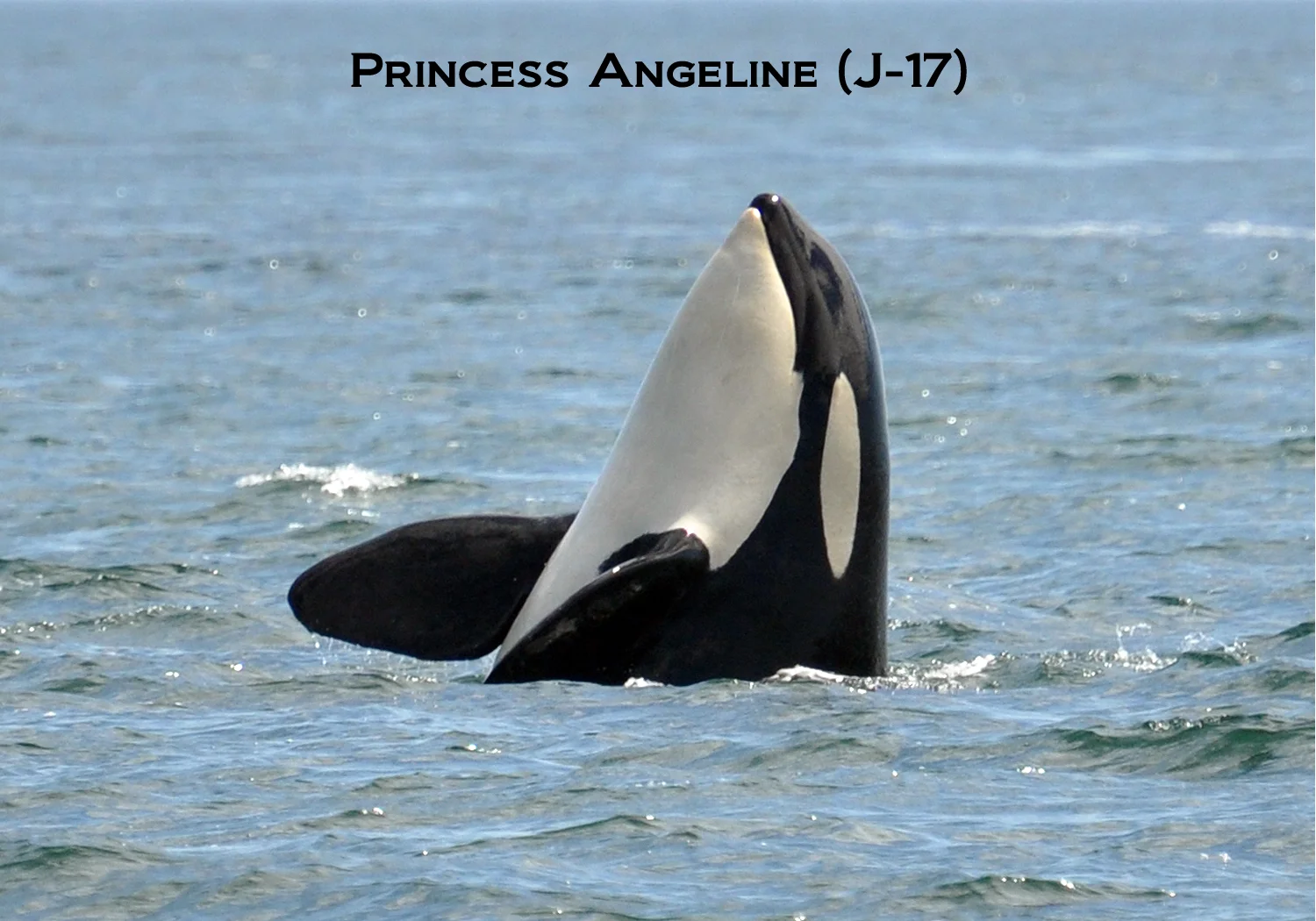 What the Loss of 3 Southern Resident Killer Whales Means — SeaDoc Society