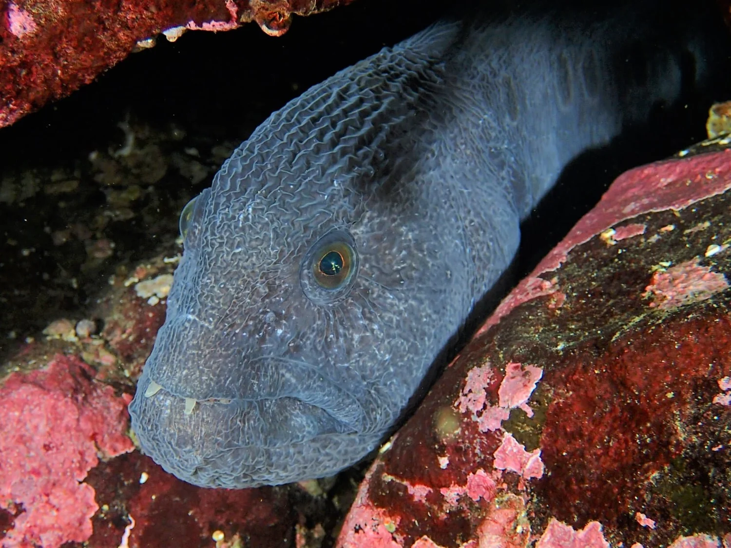 Photos: REEF Divers Count Species Around Hornby Island — SeaDoc Society