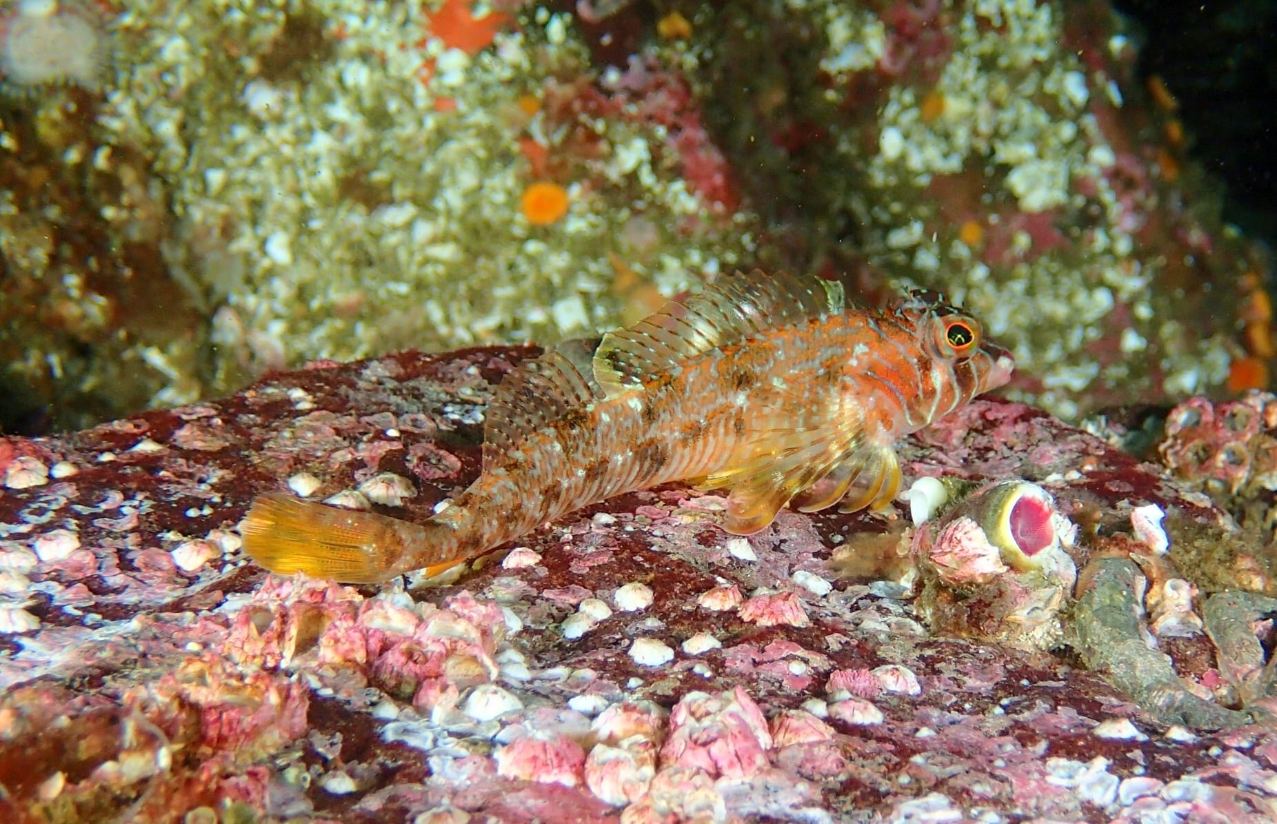 Photos: REEF Divers Count Species Around Hornby Island — SeaDoc Society