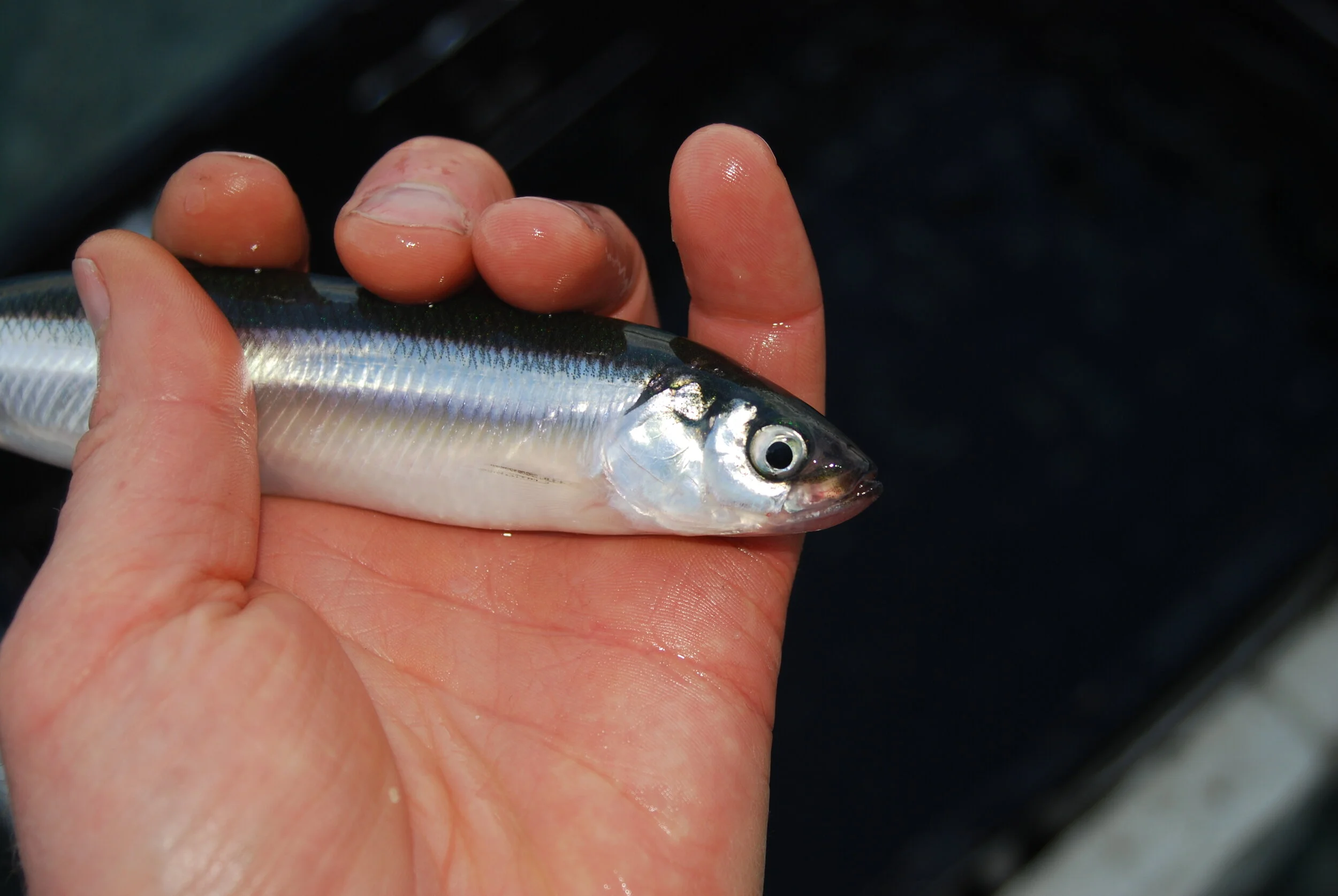 Projects — SeaDoc Society