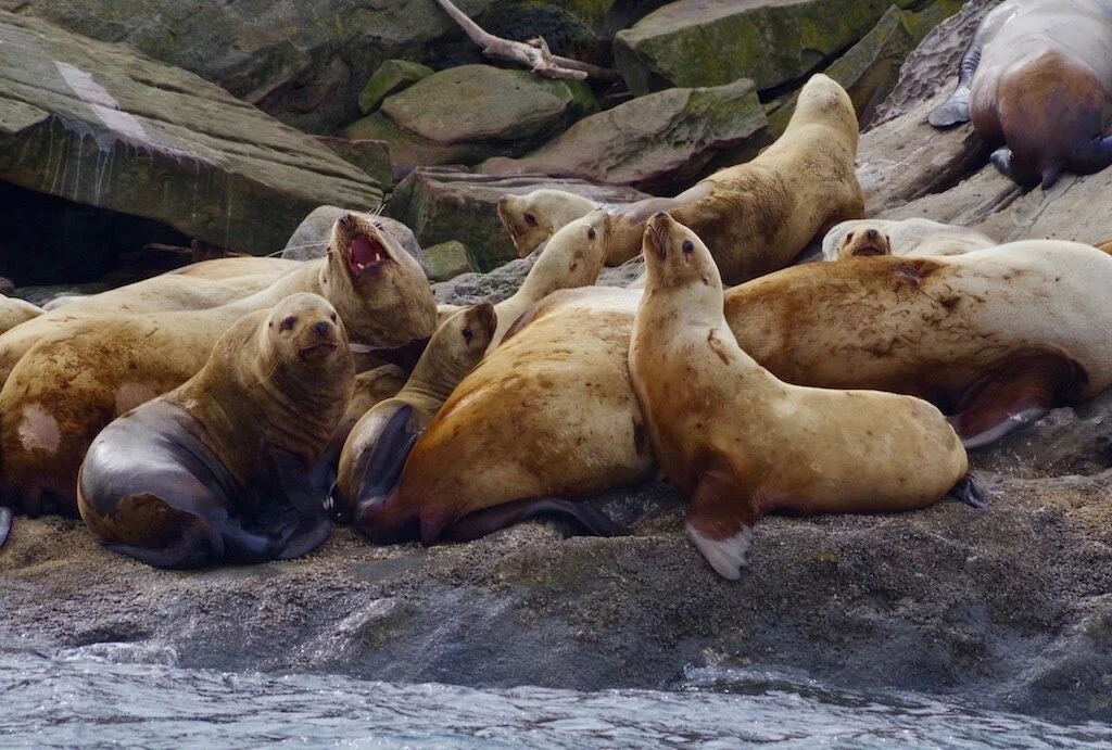Female Steller Sea Lion
