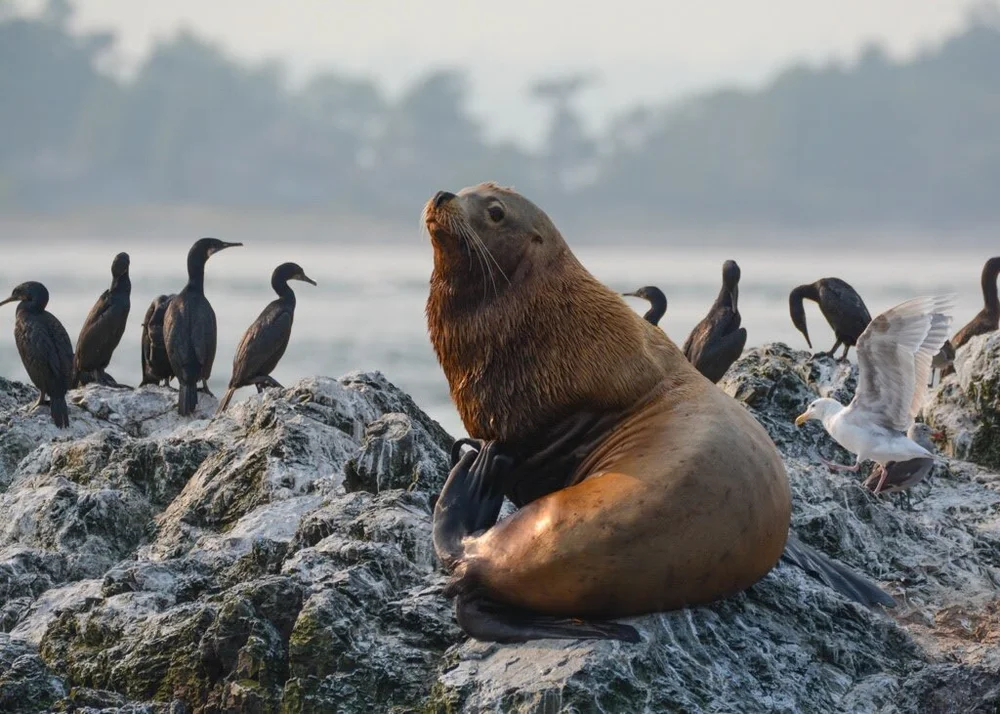 Steller Sea Lion Facts — SeaDoc Society