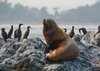 Steller Sea Lion Facts — Seadoc Society