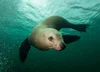 Steller Sea Lion Facts — Seadoc Society