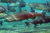 Chinook Salmon Facts — SeaDoc Society