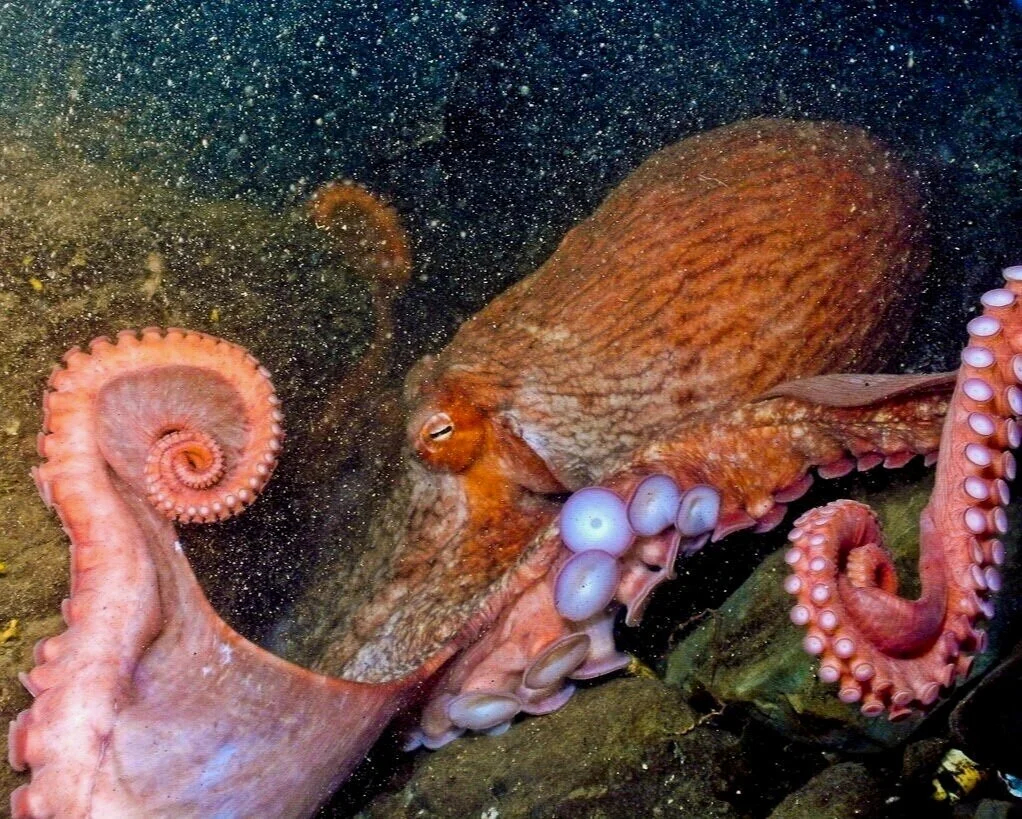 Giant Pacific Octopus Facts — SeaDoc Society